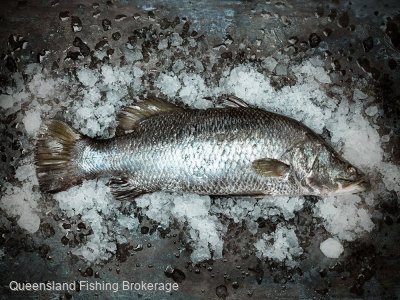 Queensland Fishing Brokerage - Listing and selling of Vessels, Licences ...