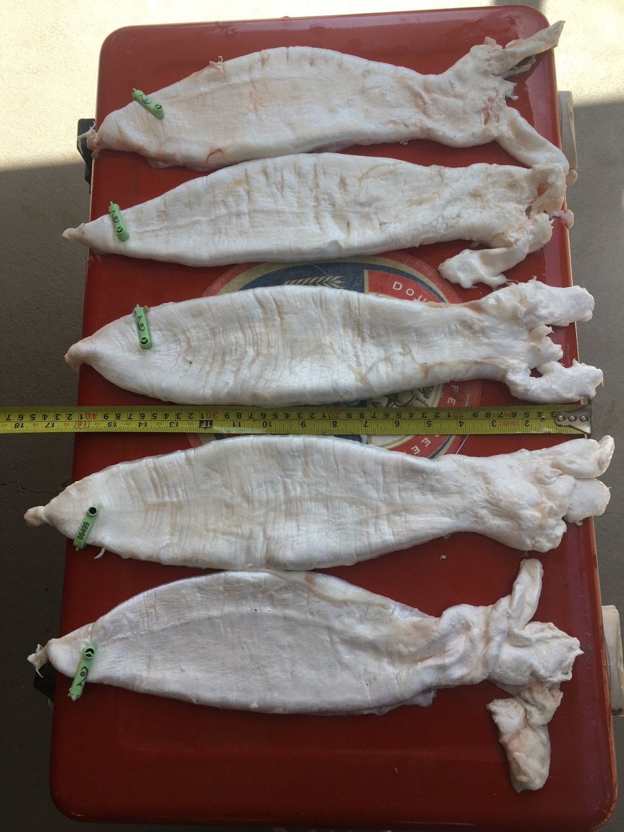 Northern Territory Coastal Line Fishery Licence - Access to Western ...