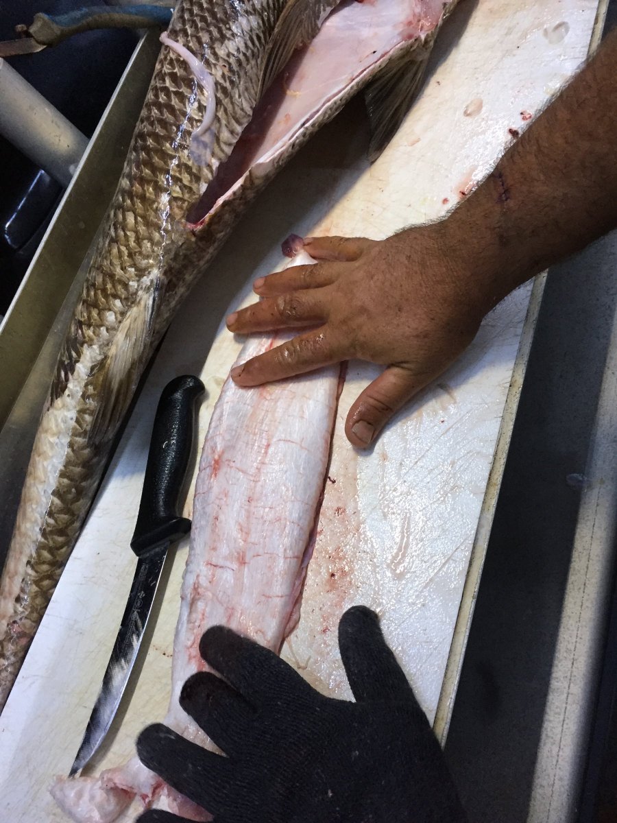 Northern Territory Coastal Line Fishery Licence - Access to Western ...