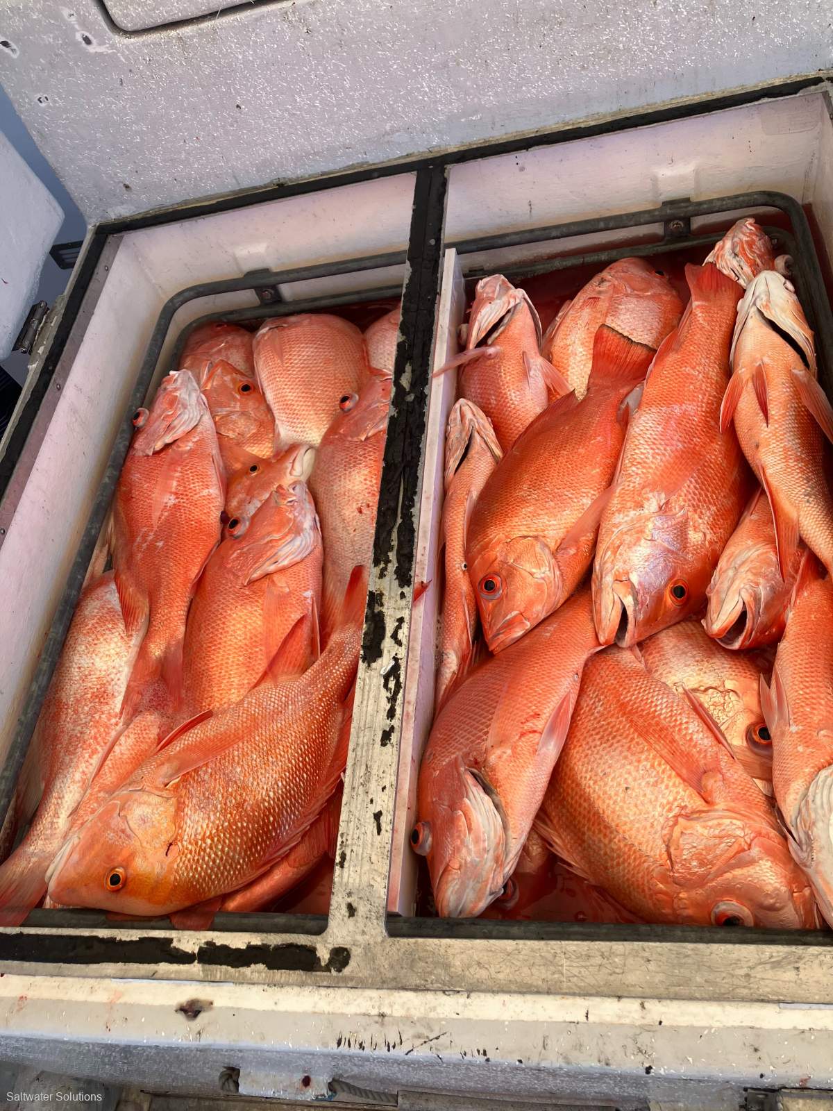 Used Nustar 38 Flybridge Catamaran Commercial Fishing for Sale | Boats ...