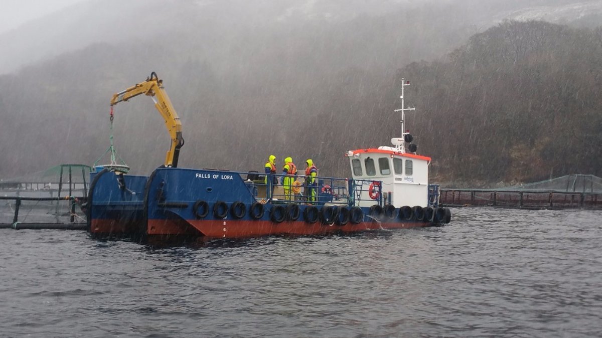 2017 Meercat M Range 14 | Boat Research | Boats Online